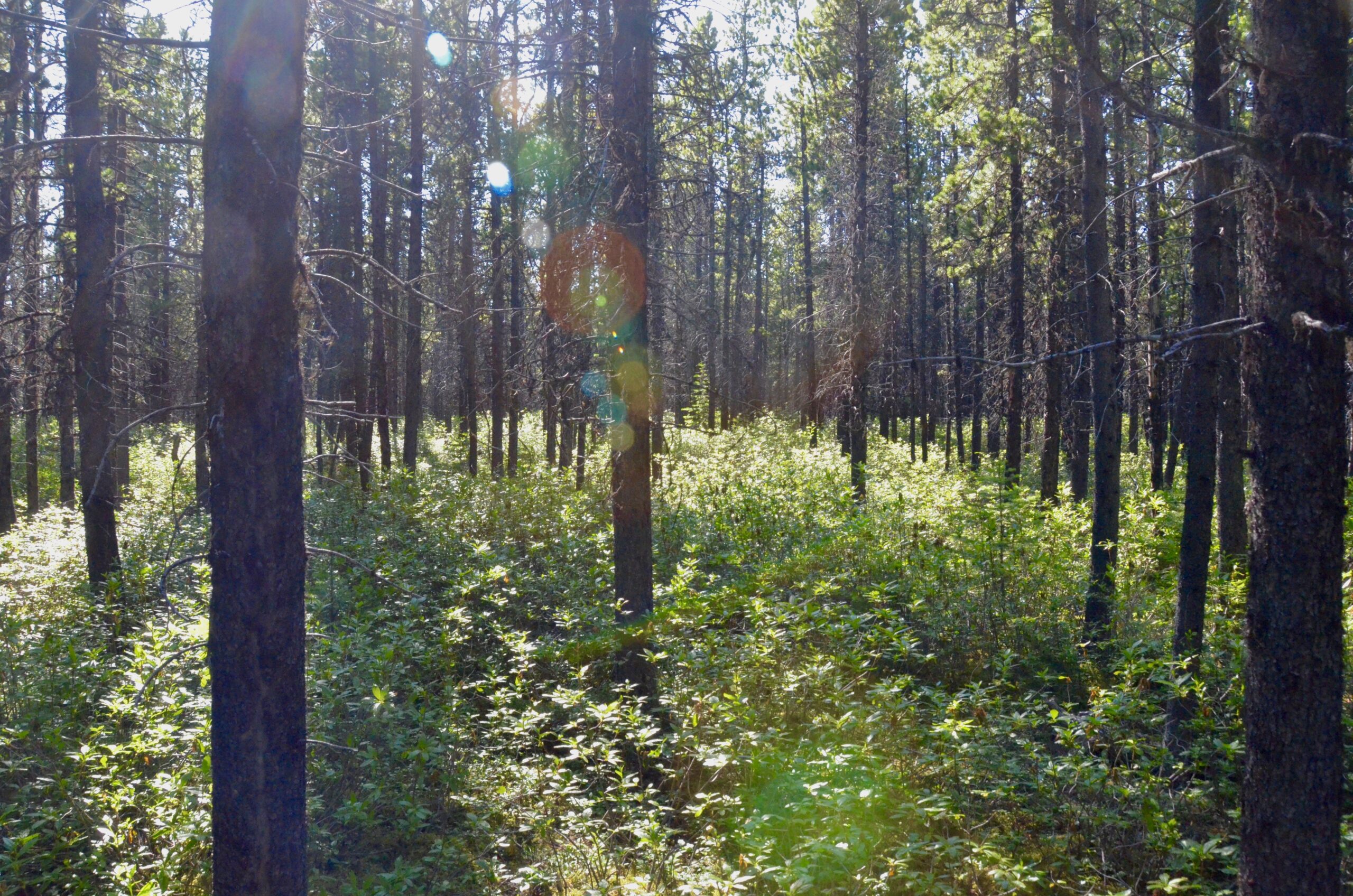 Innovative Silviculture 101 - Silviculture Innovation Program